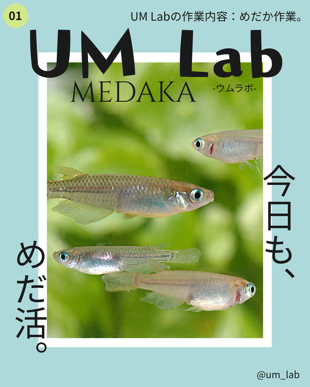 【UM Lab作業内容】めだか作業 – UM Lab